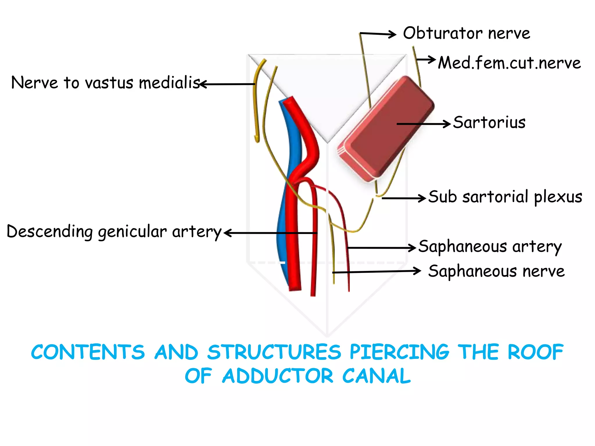 Adductor Canal