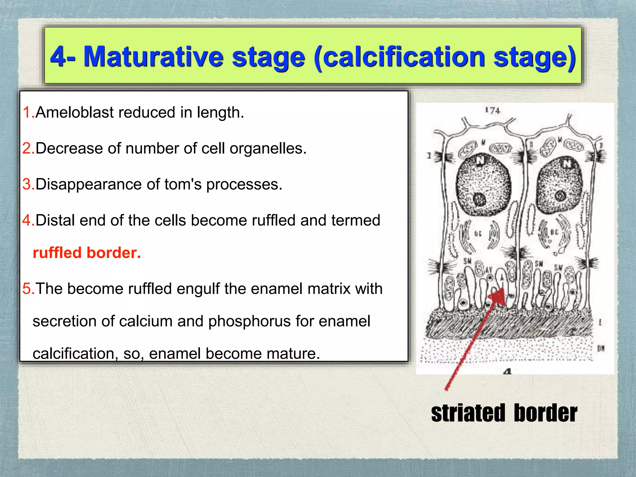 Amelogenesis Dr. Sherif Hassan | PPTX