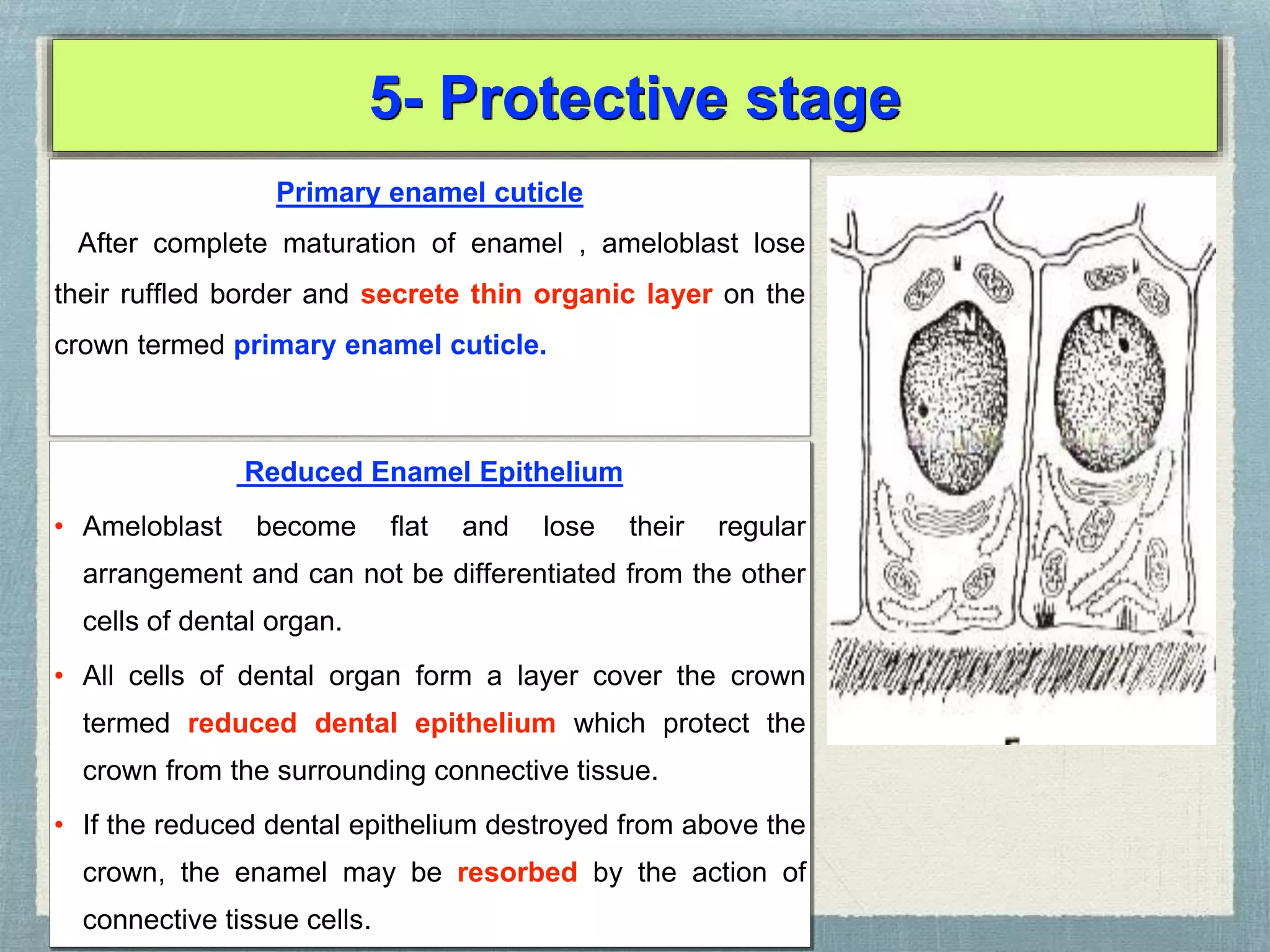 Amelogenesis Dr. Sherif Hassan | PPTX