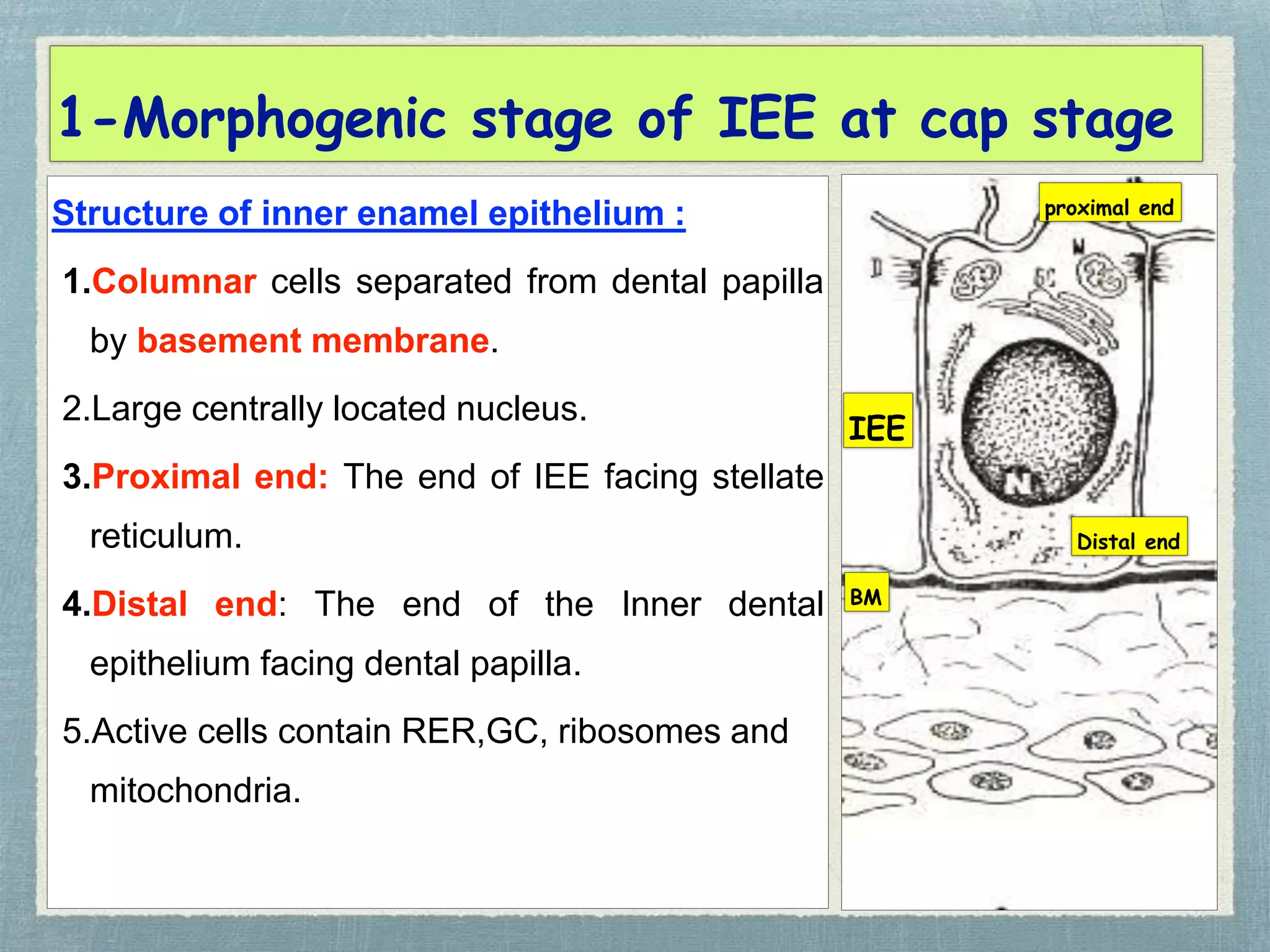 Amelogenesis Dr. Sherif Hassan | PPTX