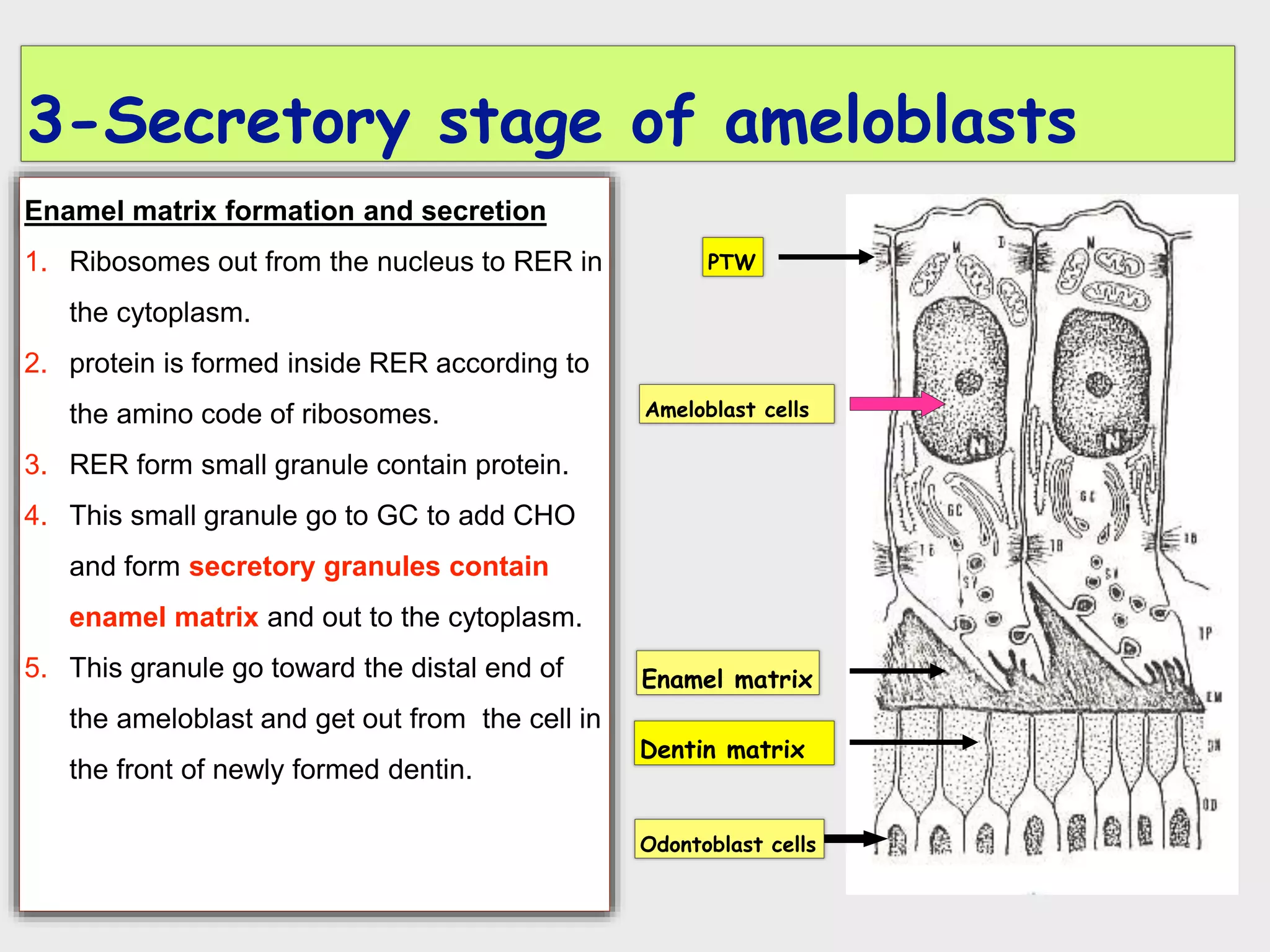 Amelogenesis Dr. Sherif Hassan | PPTX
