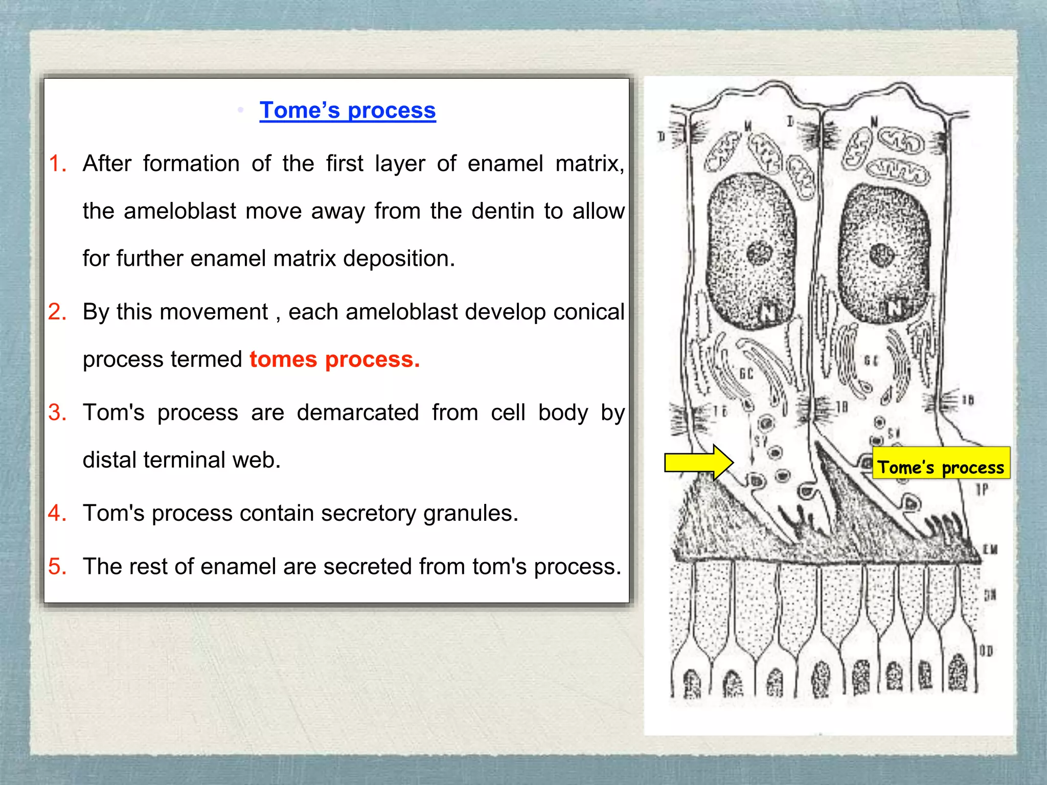 Amelogenesis Dr. Sherif Hassan | PPTX