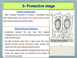 Amelogenesis Dr. Sherif Hassan | PPTX