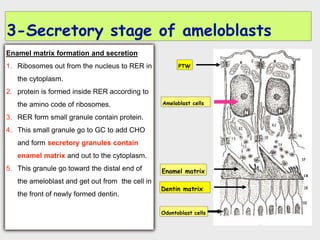 Amelogenesis Dr. Sherif Hassan | PPTX