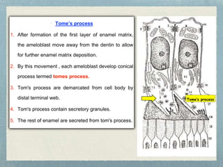 Amelogenesis Dr. Sherif Hassan | PPTX