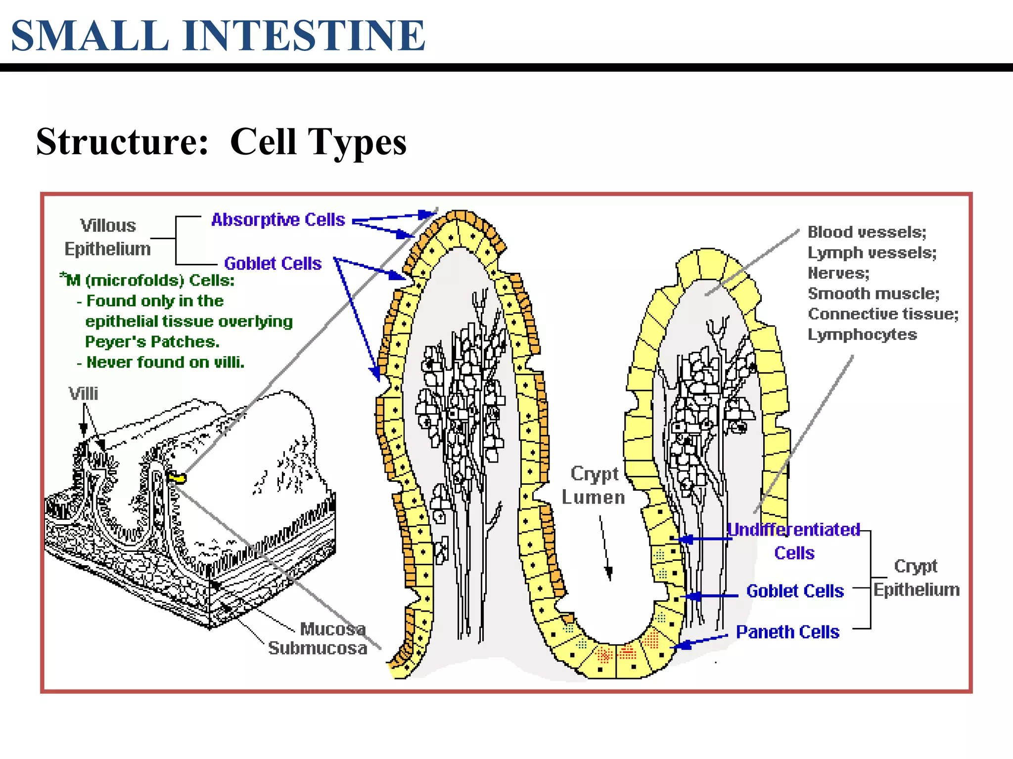 Oral Drug Delivery 2009: GI Motility and Transit, as Presented by Dr ...