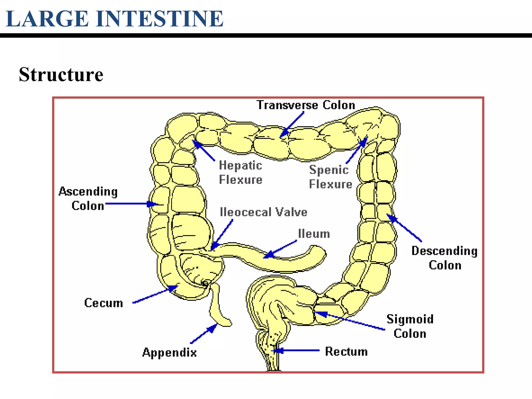 Oral Drug Delivery 2009: GI Motility and Transit, as Presented by Dr ...
