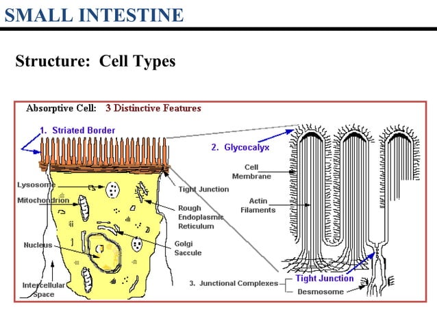 Oral Drug Delivery 2009: GI Motility and Transit, as Presented by Dr ...