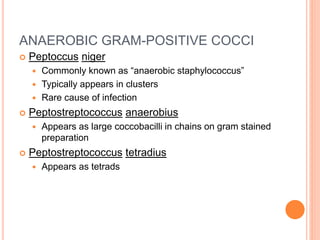 Anaerobes | PPTX