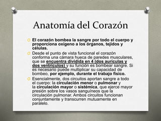 Anatomía Funcional del Corazón - como funciona | PPTX