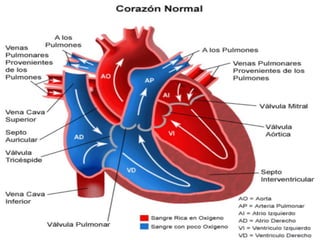 Anatomía Funcional del Corazón - como funciona | PPTX