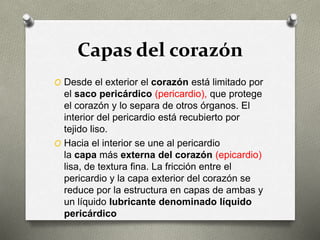 Anatomía Funcional del Corazón - como funciona | PPTX