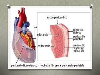Anatomía Funcional del Corazón - como funciona | PPTX