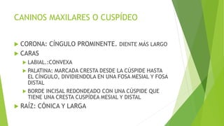 3 anatomia y fisiologia del diente | PPTX
