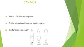 3 anatomia y fisiologia del diente | PPTX