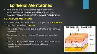 3-ANATOMY-2022-SKIN-AND-BODY-MEMBRANES.pptx