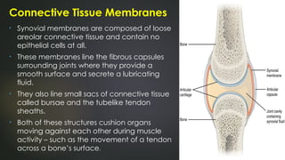 3-ANATOMY-2022-SKIN-AND-BODY-MEMBRANES.pptx