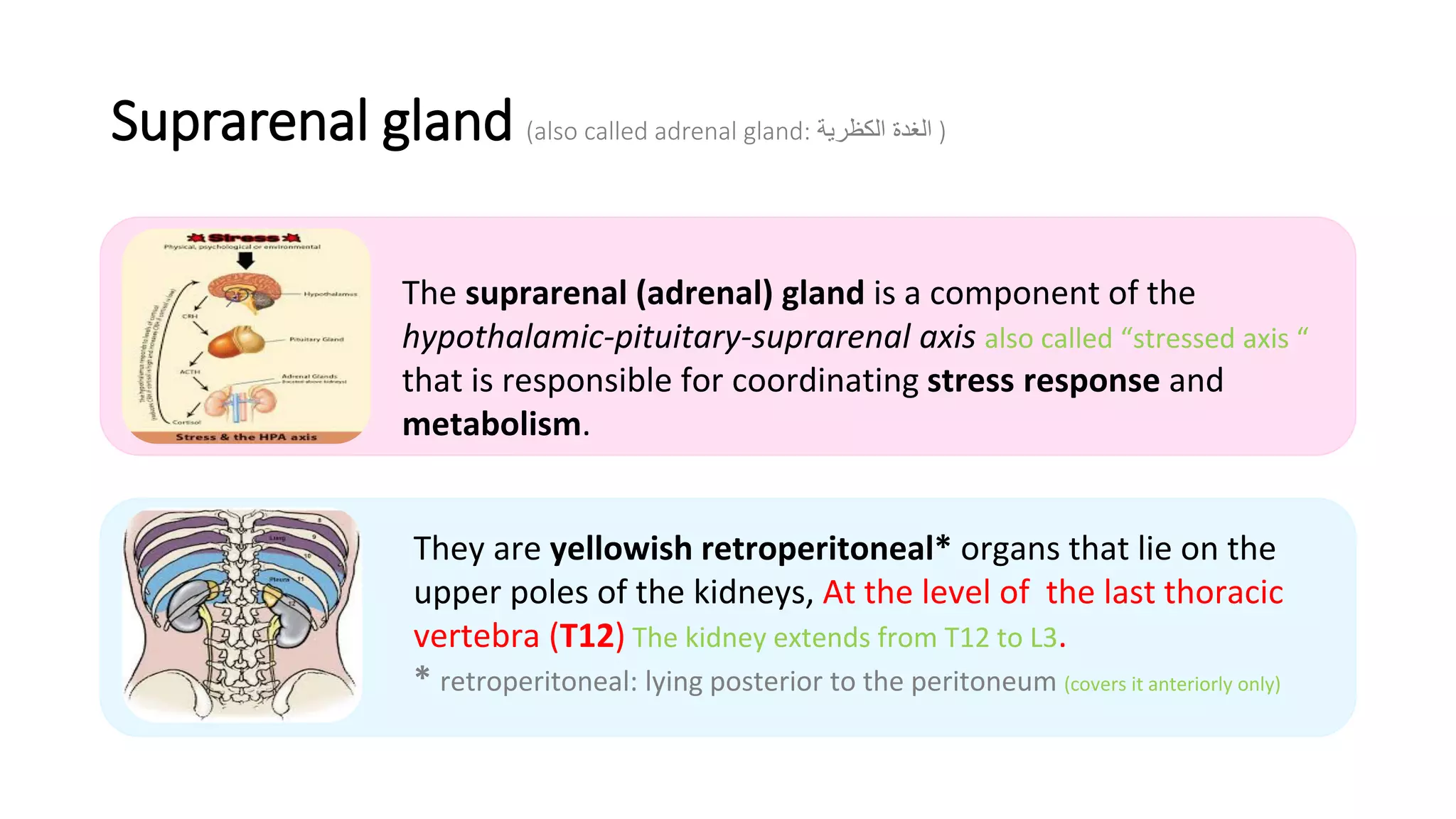 3- Anatomy of Adrenal Glands (Updated).pdf