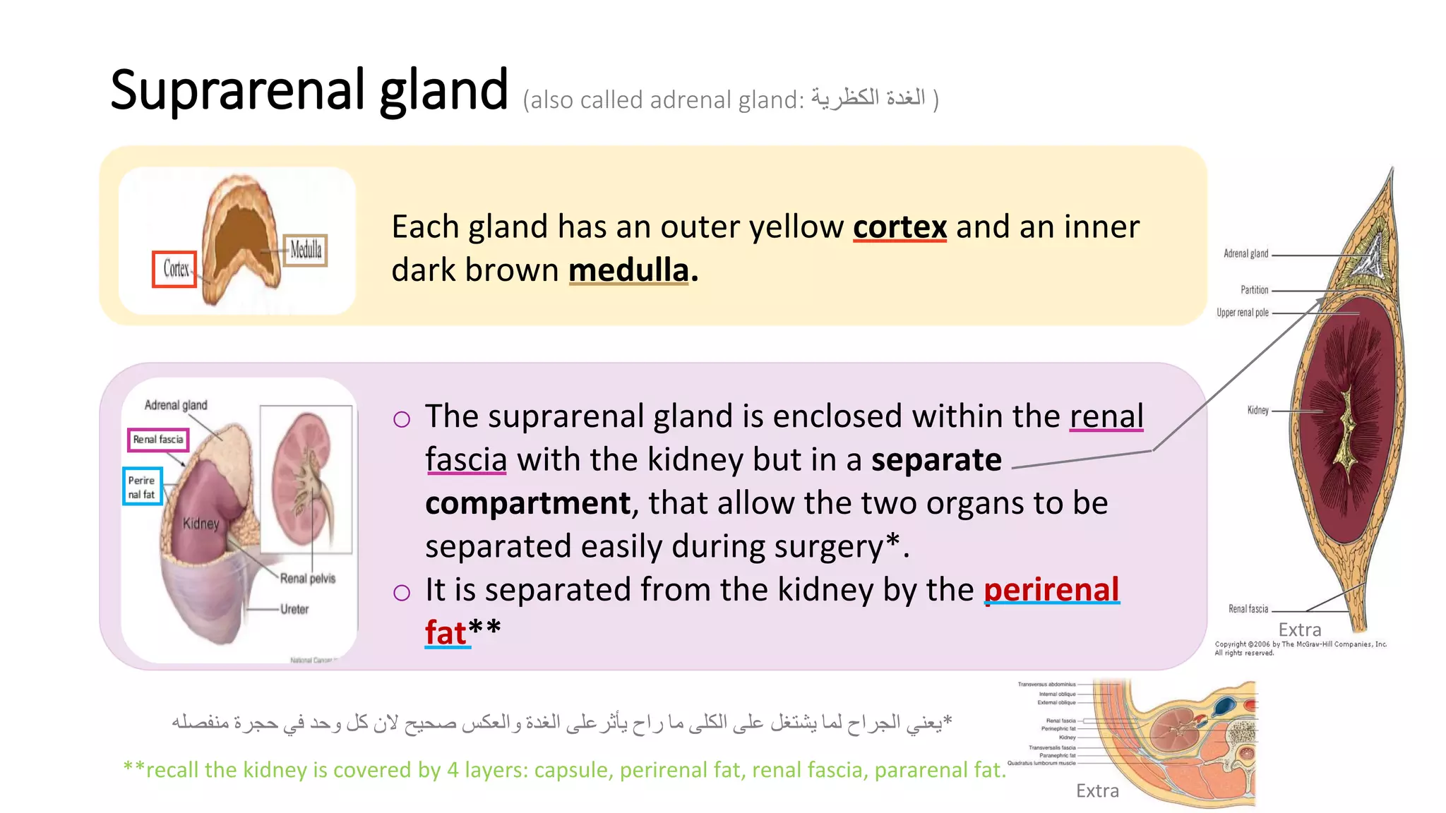 3- Anatomy of Adrenal Glands (Updated).pdf