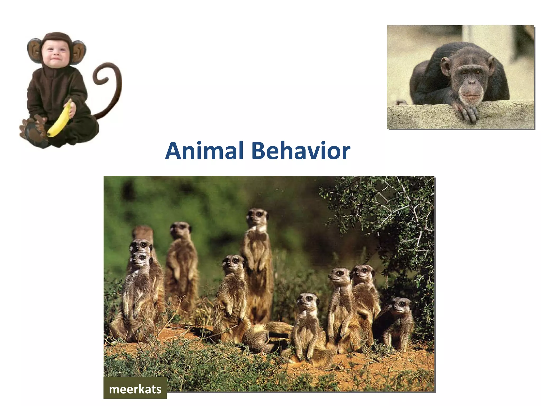 Animal Behavior | PPT