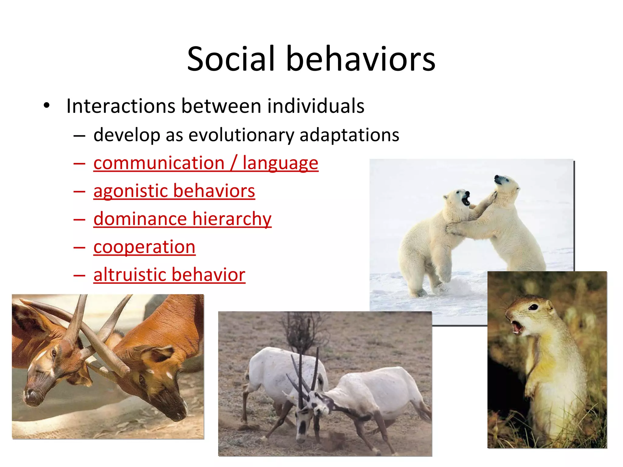 Animal Behavior | PPT
