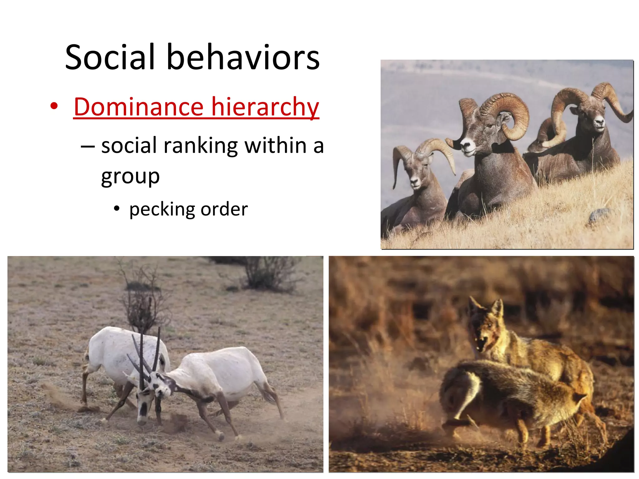 Animal Behavior | PPT