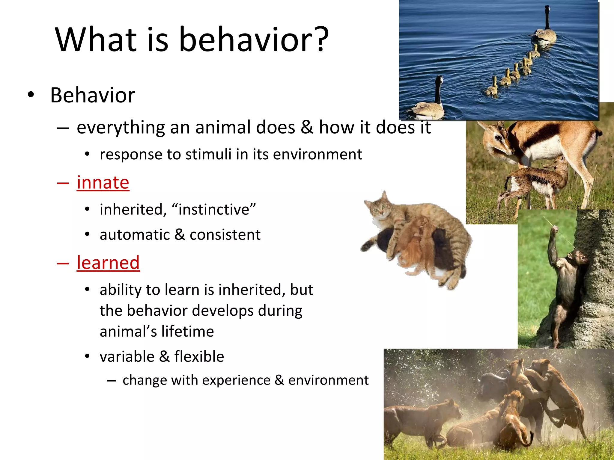 Animal Behavior | PPT