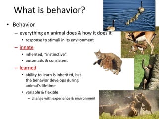 Animal Behavior | PPT