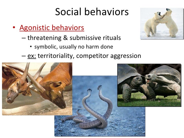 Animal Behavior