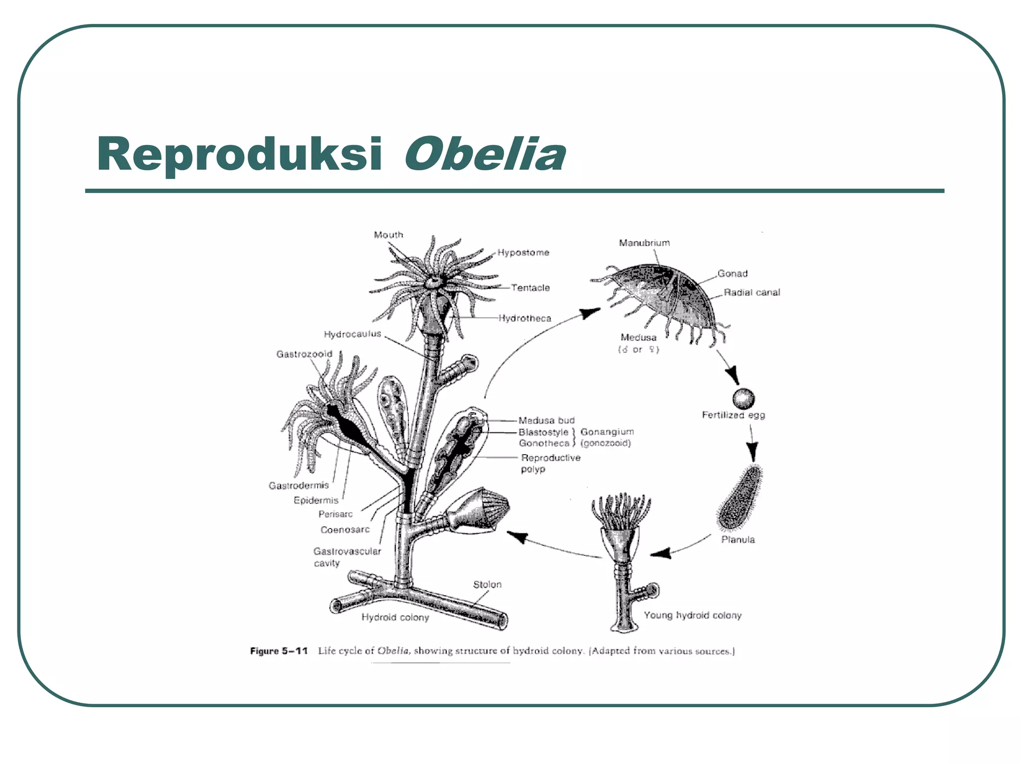 Pengelompokan Hewan-ok.ppt