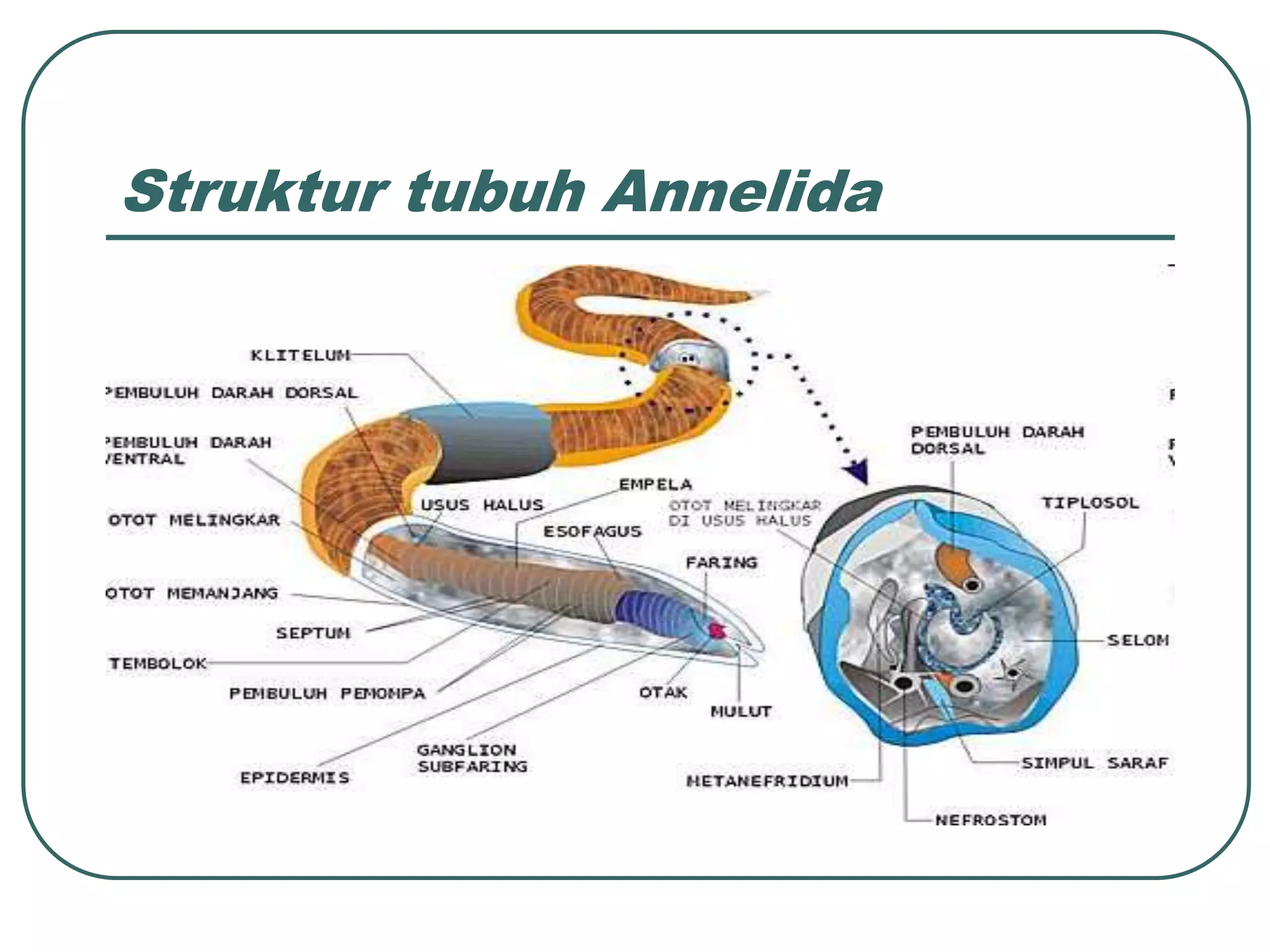 Pengelompokan Hewan-ok.ppt