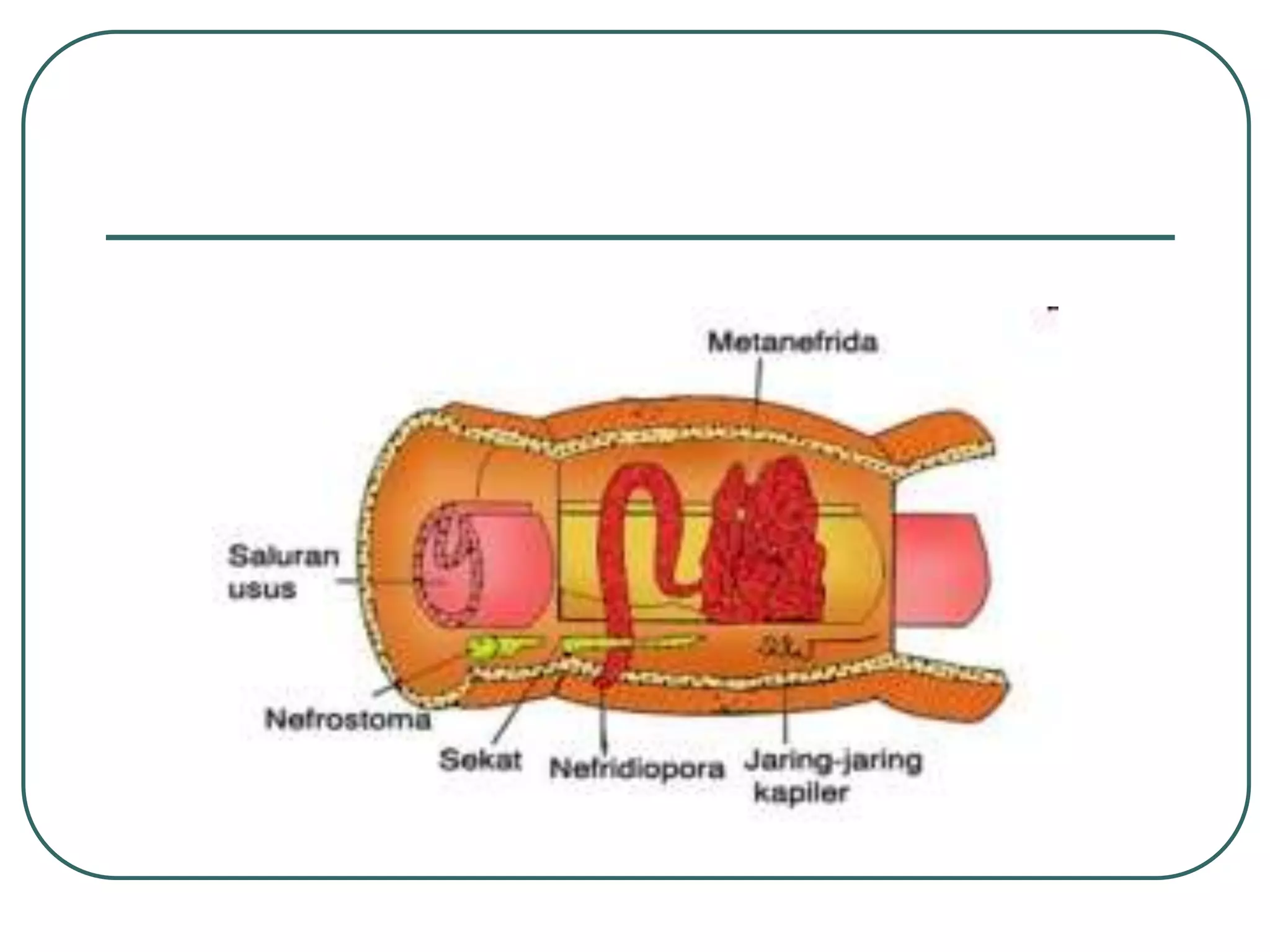 Pengelompokan Hewan-ok.ppt