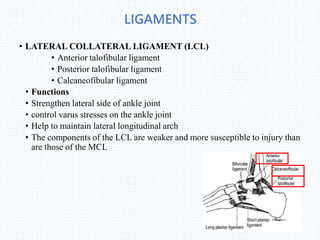 3- ANKLE JOINT.pptx