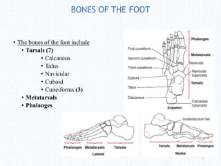 3- ANKLE JOINT.pptx