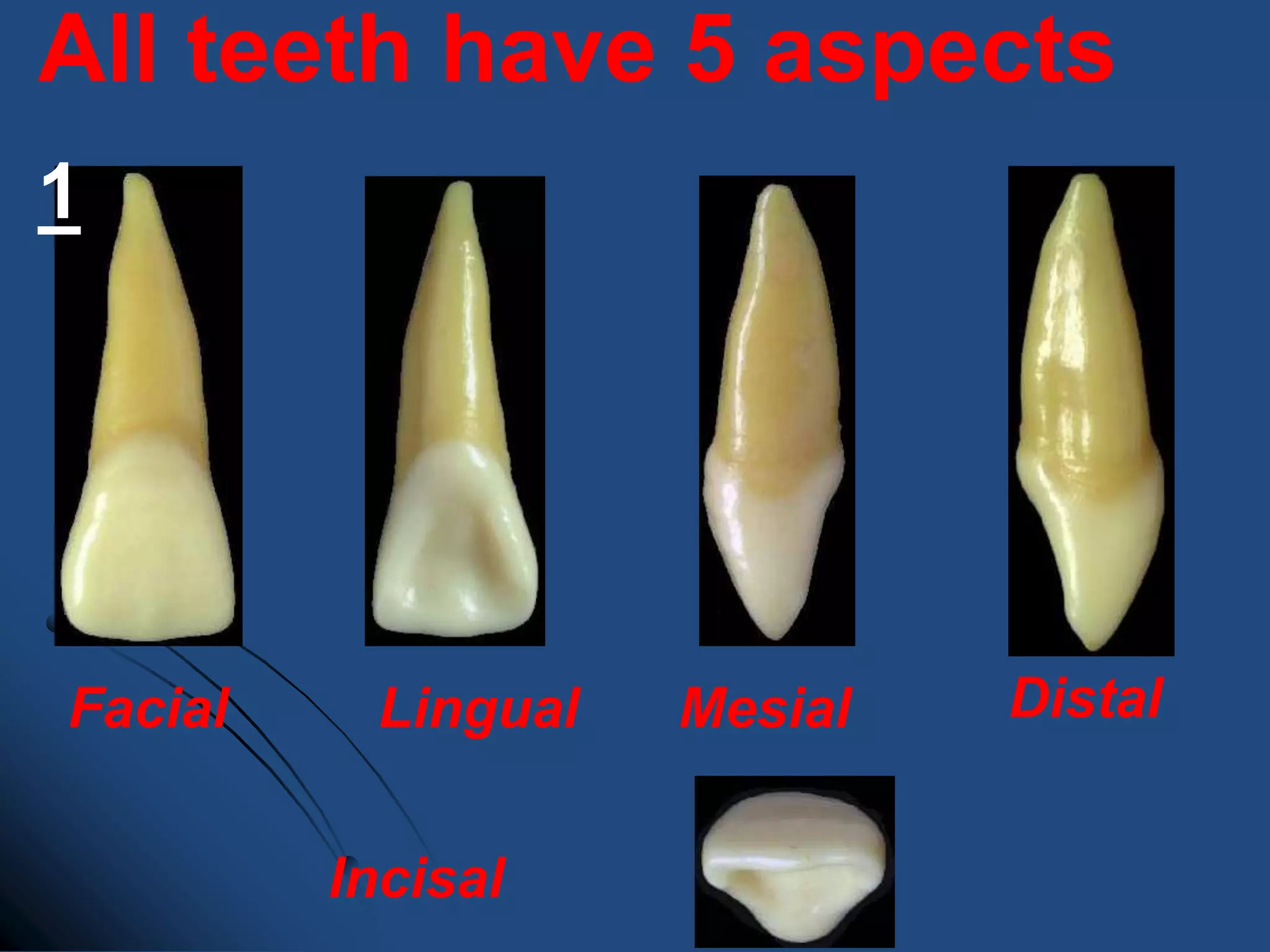 Anterior tooth | PPTX