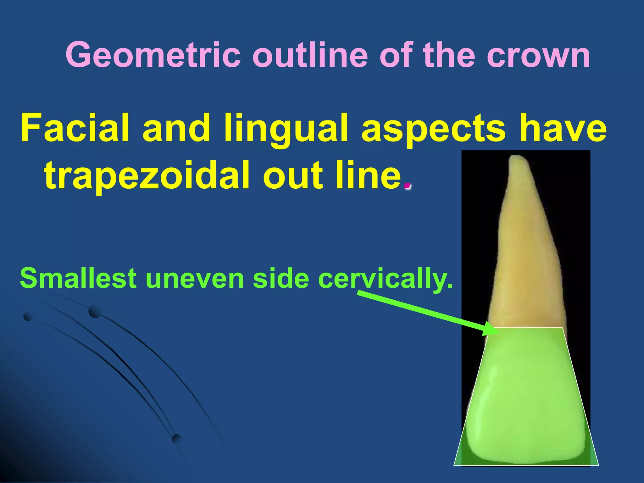 Anterior tooth | PPTX