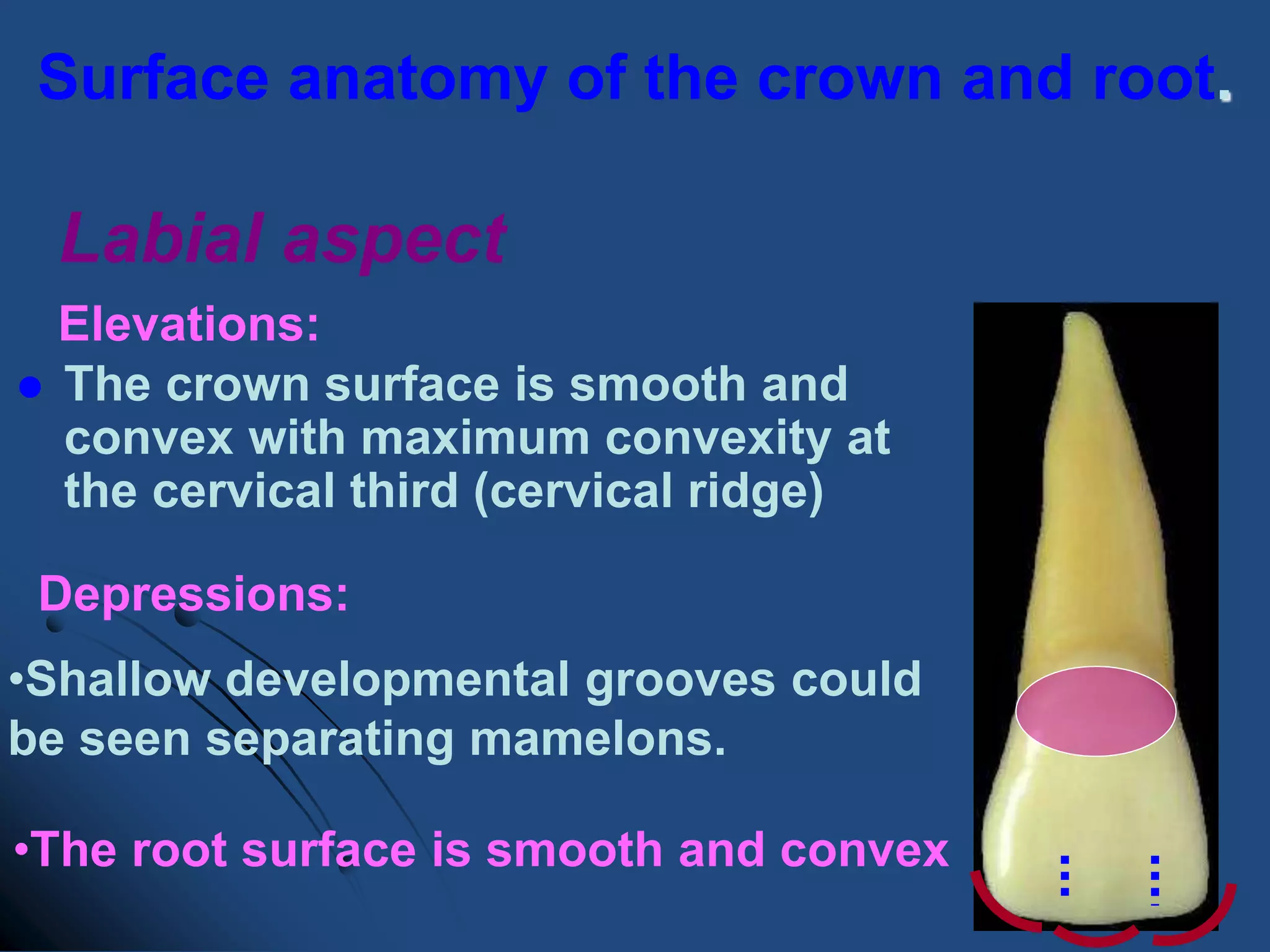 Anterior tooth | PPTX