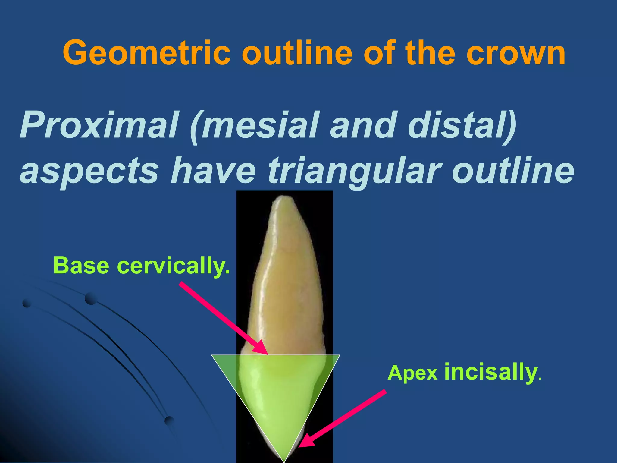 Anterior tooth | PPTX
