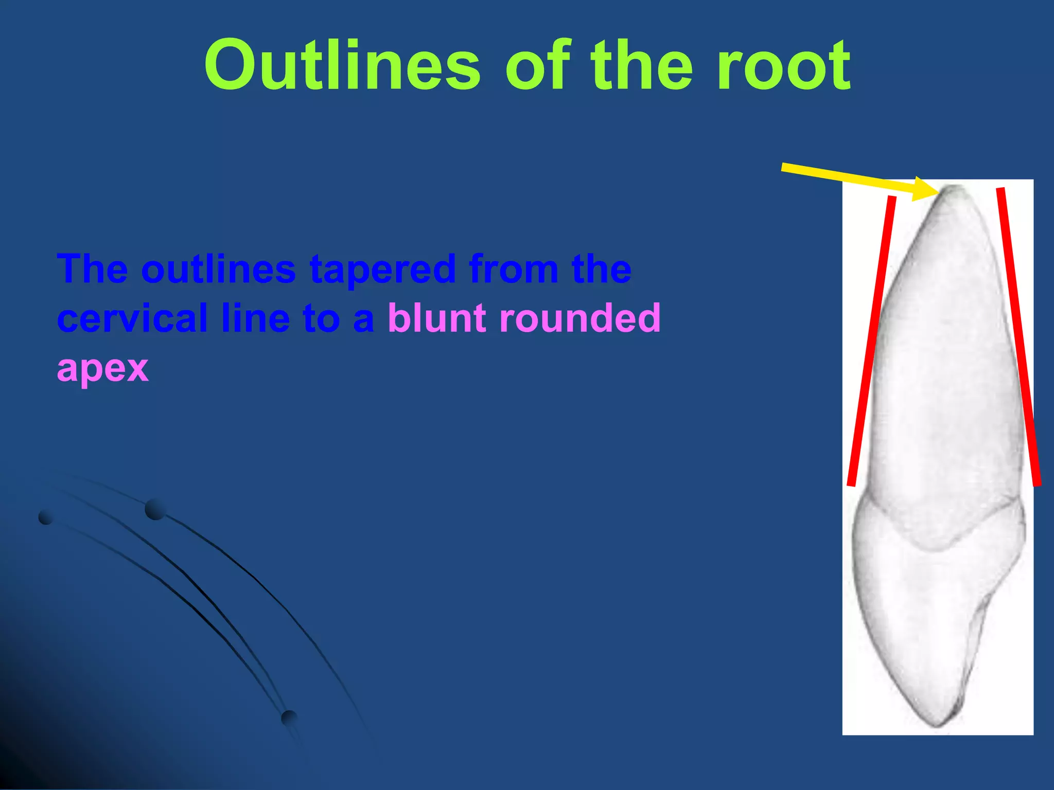 Anterior tooth | PPTX