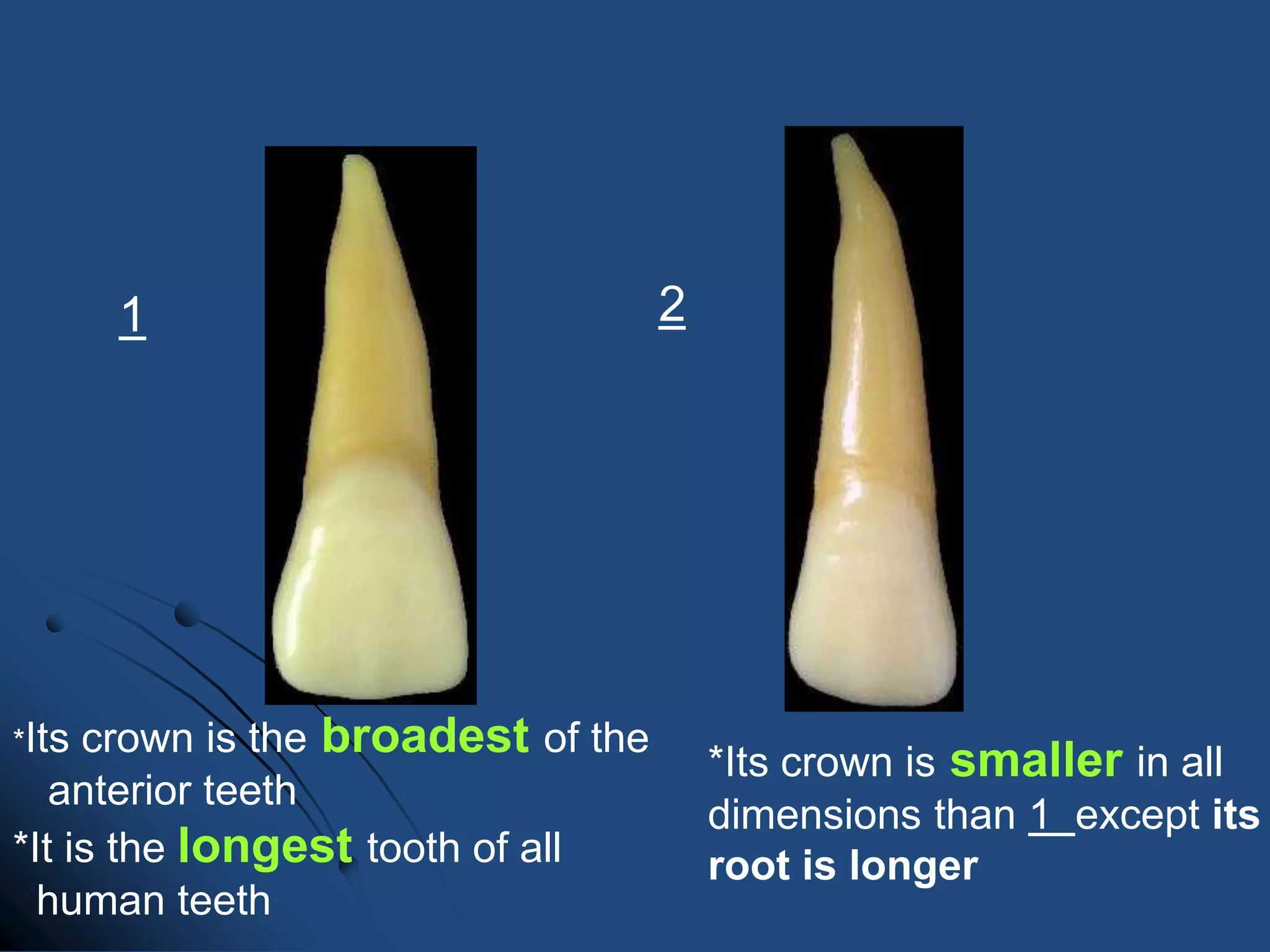Anterior tooth | PPTX
