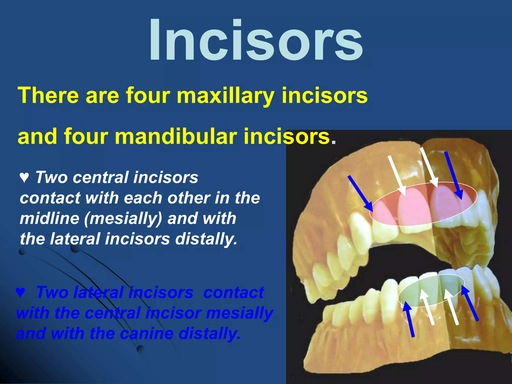 Anterior tooth | PPTX