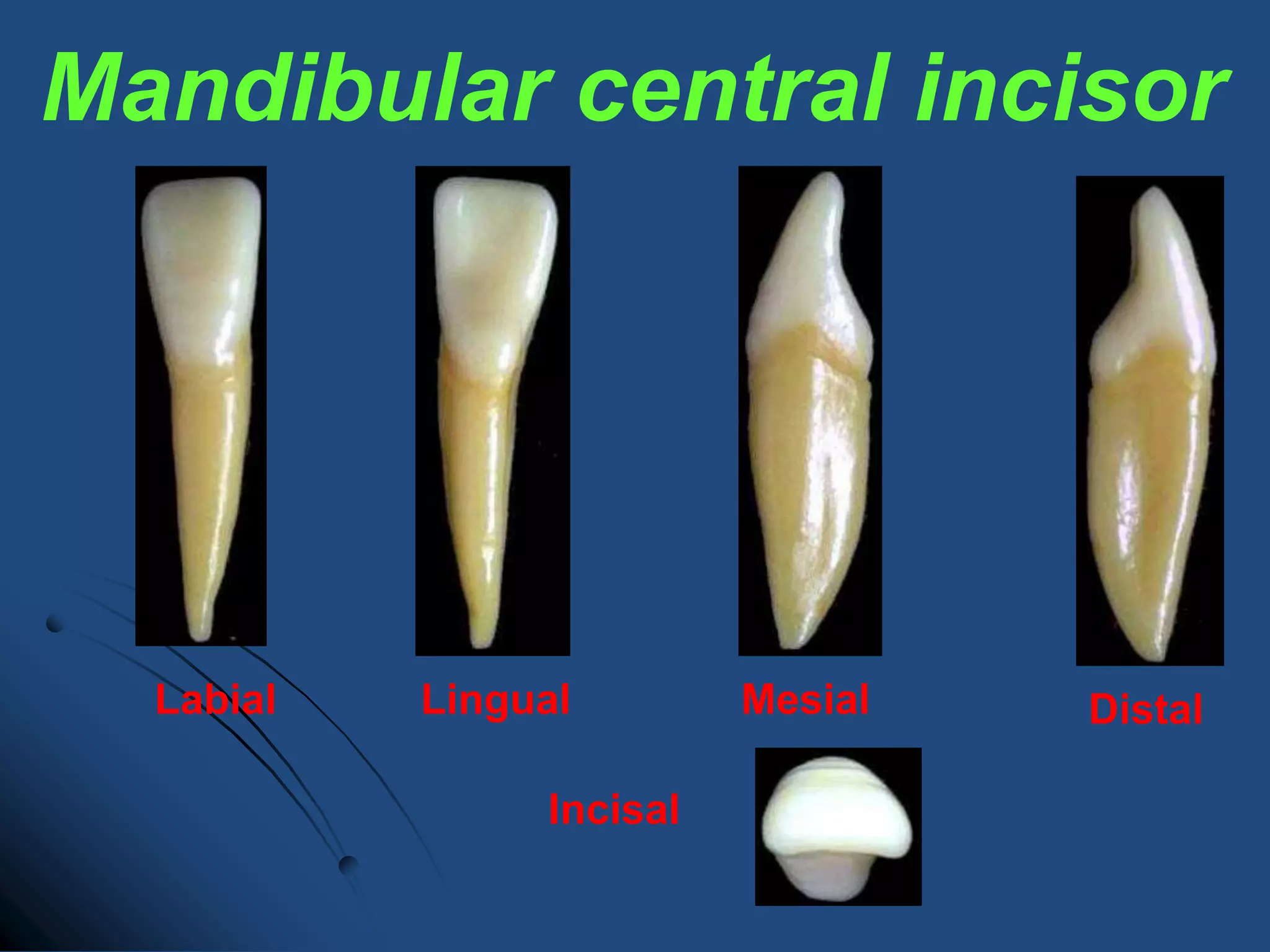 Anterior tooth | PPTX