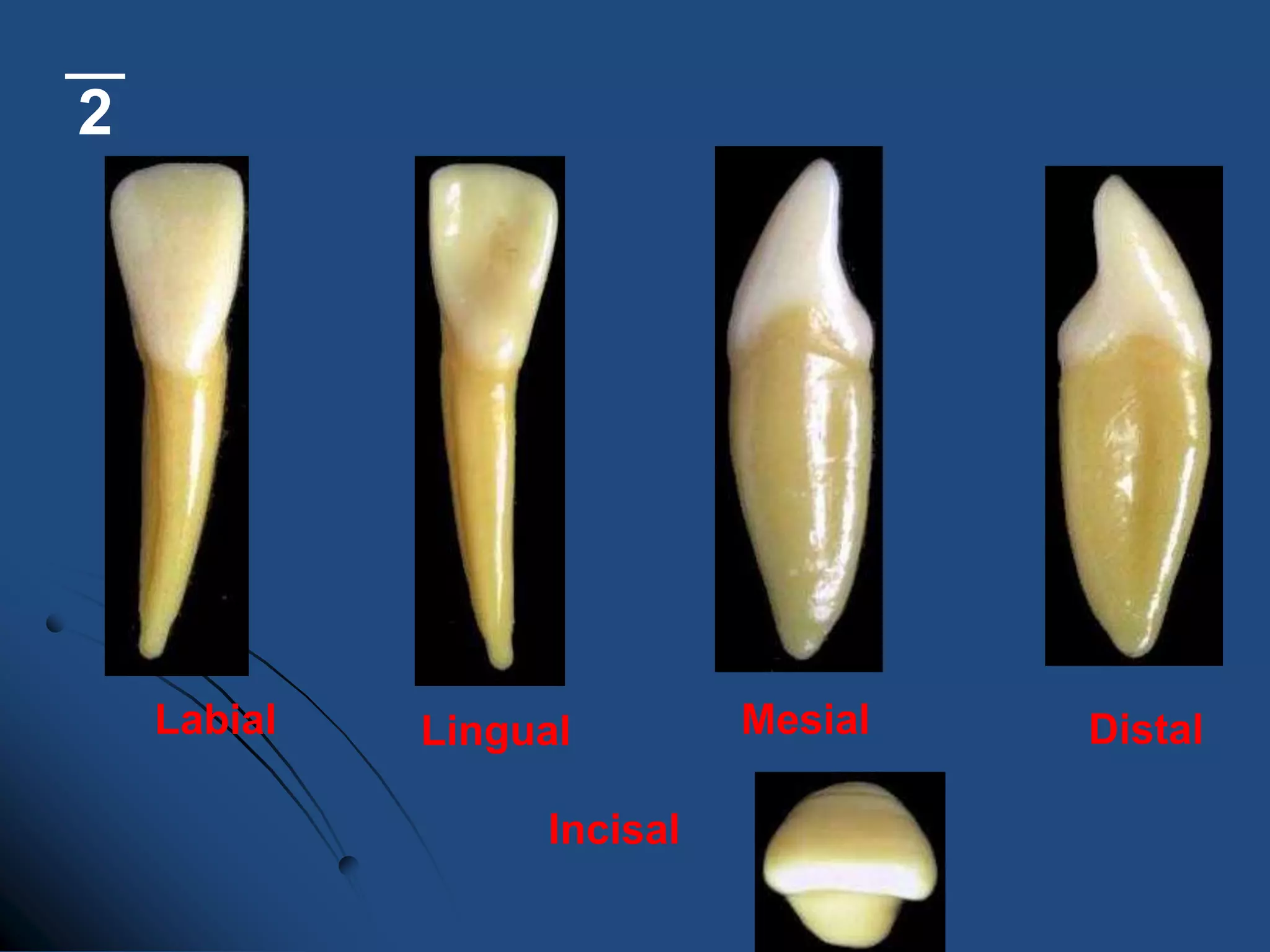 Anterior tooth | PPTX