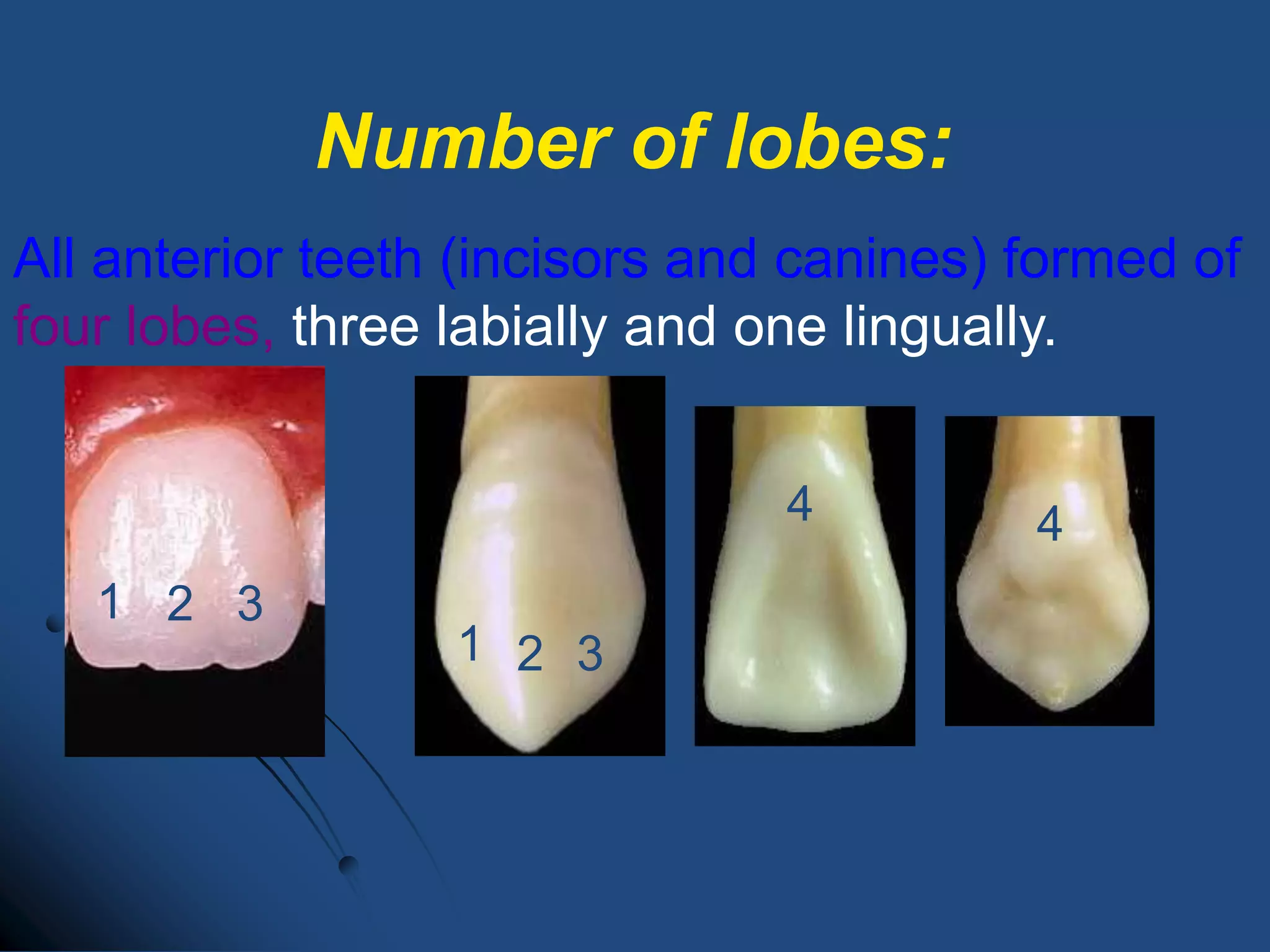 Anterior tooth | PPTX