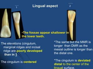 Anterior tooth | PPTX