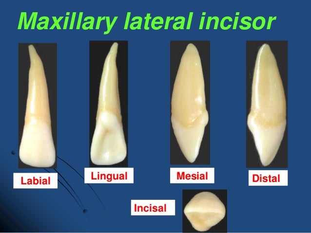 Anterior Tooth Anatomy