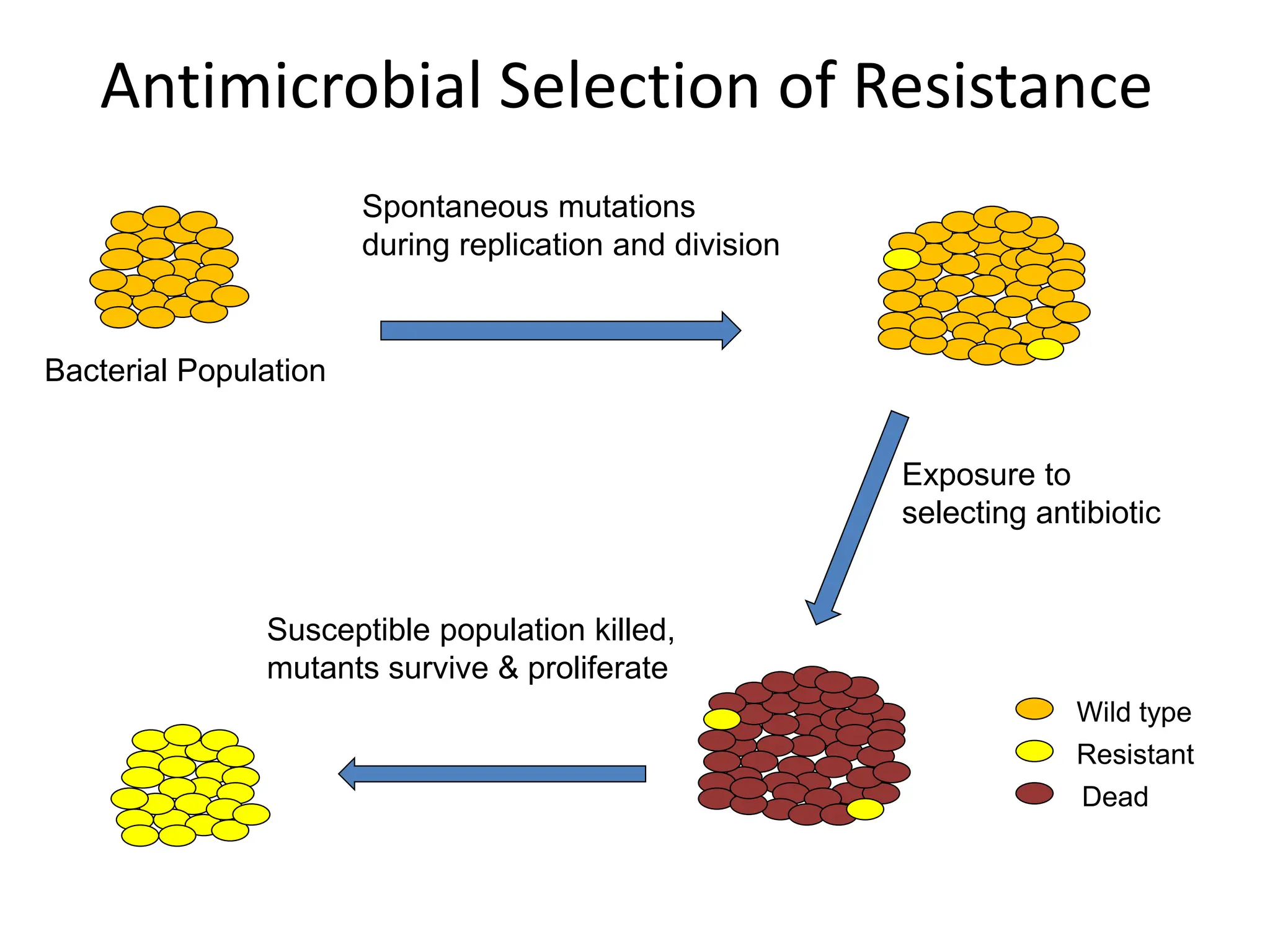Antimicrobial agents or antibiotics in microbiology and parasitology | PDF