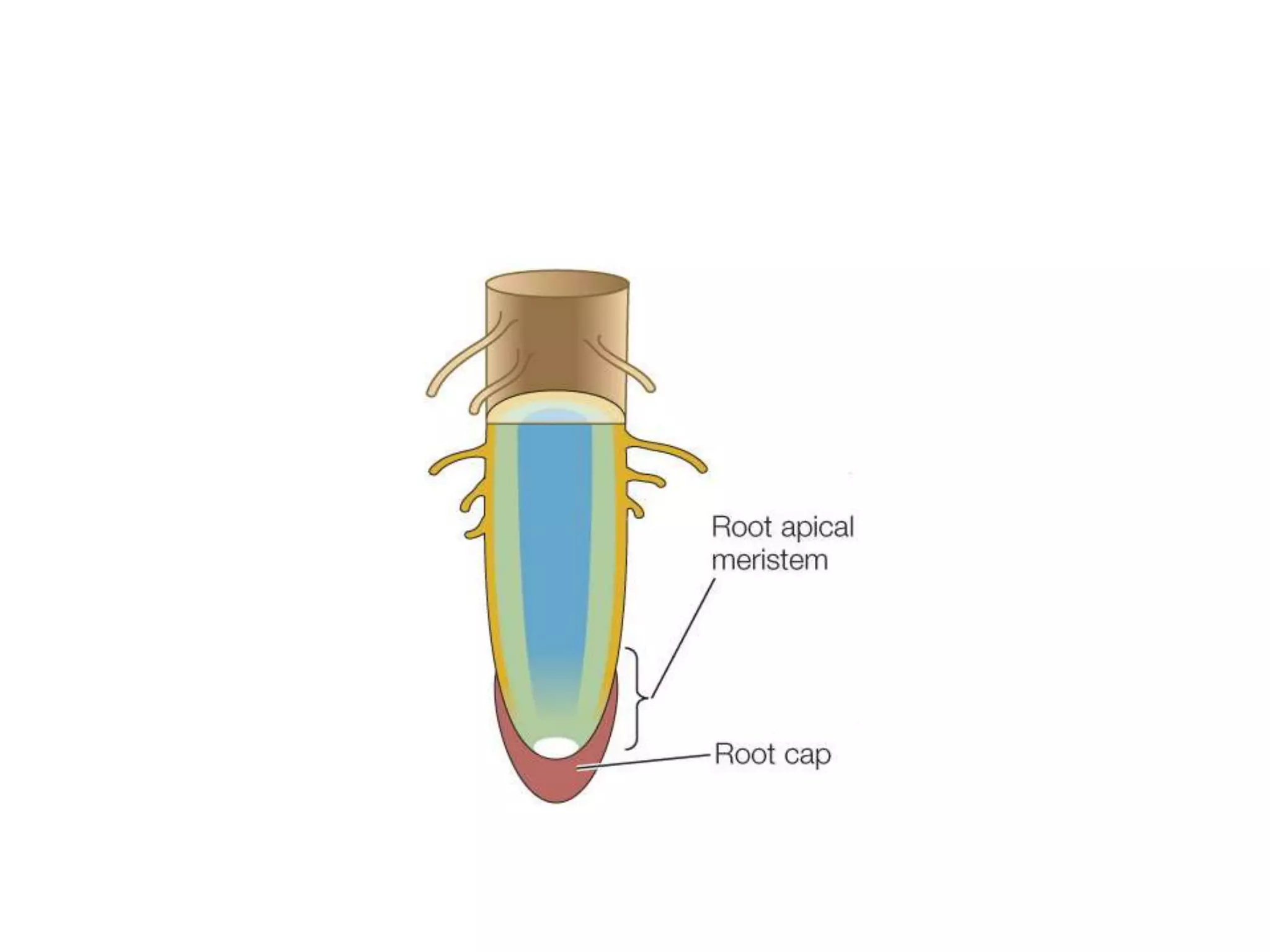 3-APICAL MERISTEM.pptx