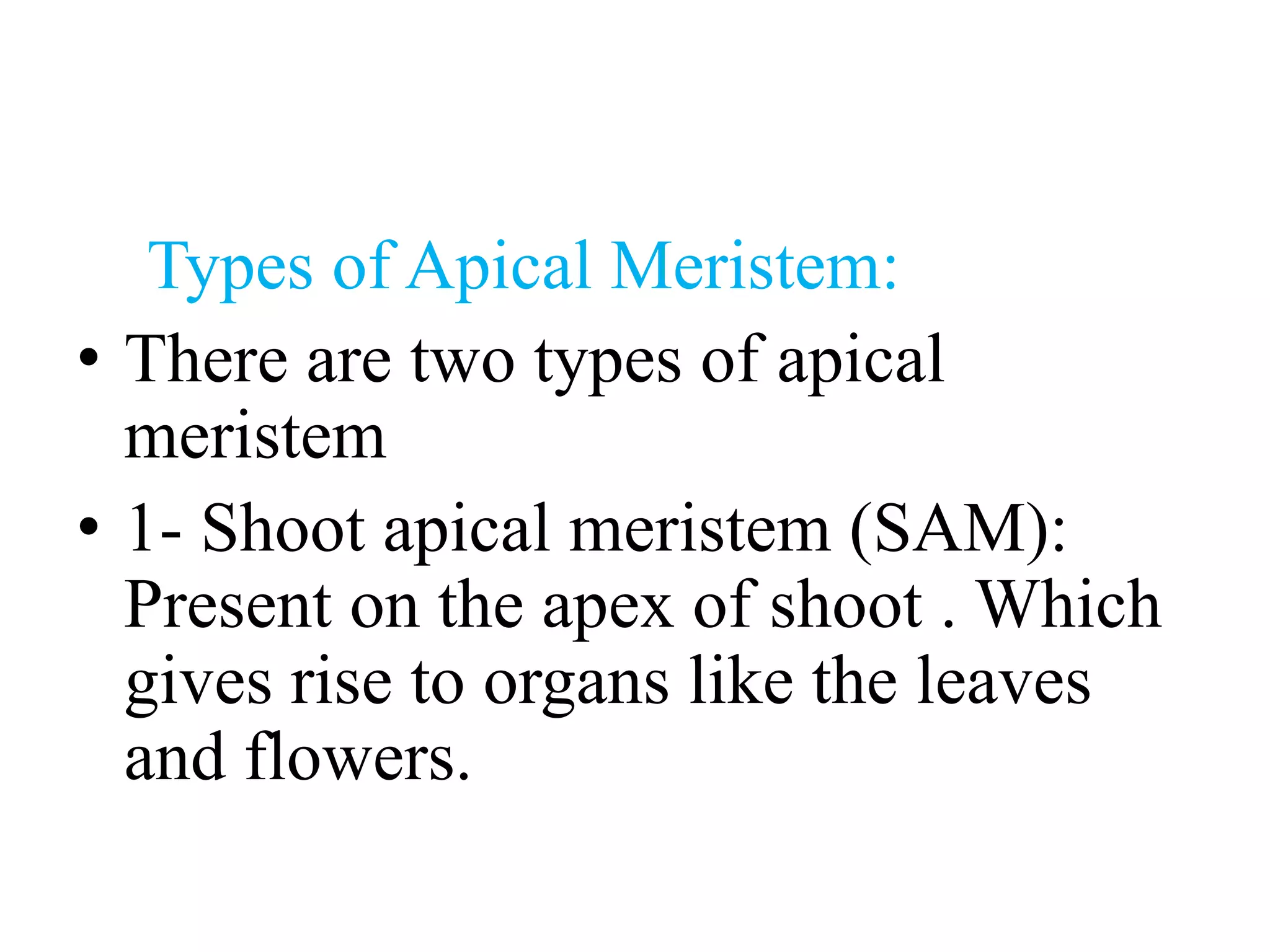 3-APICAL MERISTEM.pptx