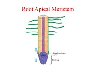 3-APICAL MERISTEM.pptx